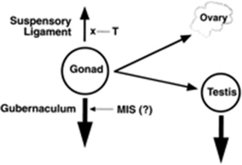 Testicular Descent Flashcards Quizlet