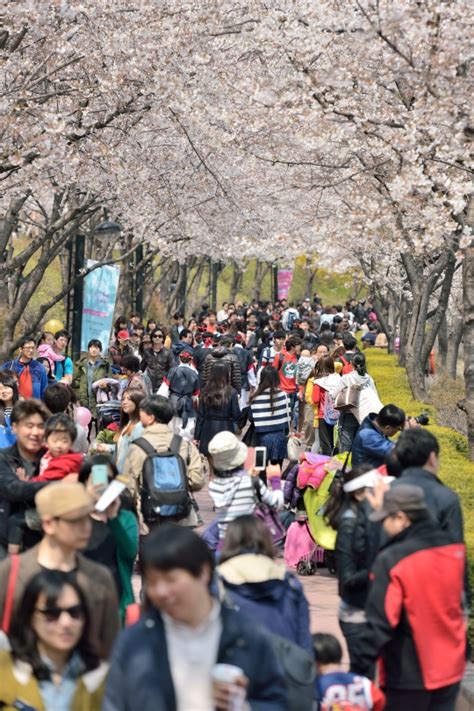 송파구 4~6일 2014 석촌호수 벚꽃축제 개최