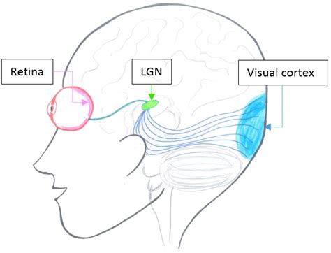 human visual system