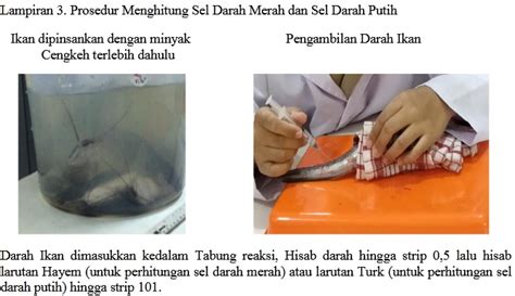 Menghitung Eritrosit Dan Leukosit Ikan Pintu Dunia