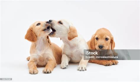 젊은 강아지의 품종 코커 스패니얼 촬영 클로즈업 에 그만큼 스튜디오 0명에 대한 스톡 사진 및 기타 이미지 0명 가정 생활 가축 Istock
