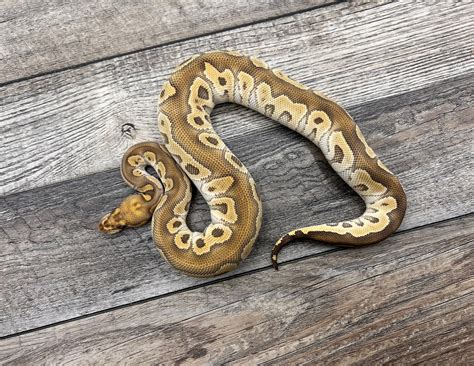 Mojave Clown Ball Python By Cth Reptiles Morphmarket