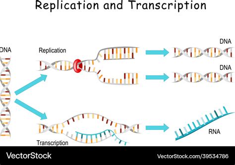 Transcription Vs Replication Dna And Rna Kxbbad