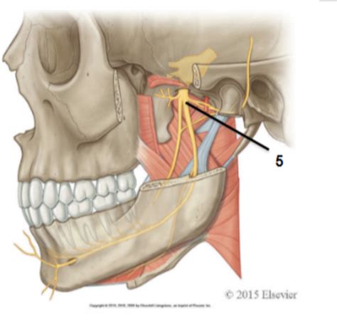 Infratemporal Fossa Diagram Quizlet