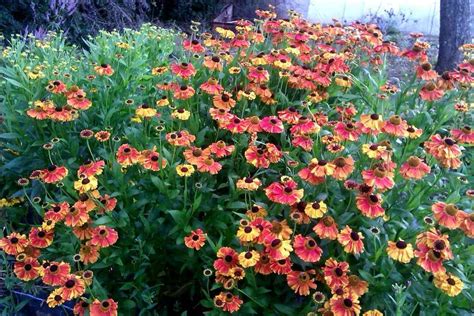 Heleniums Petersplants Heleniums