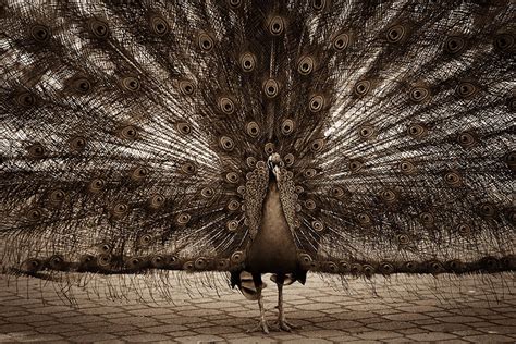 Peacock Etsy