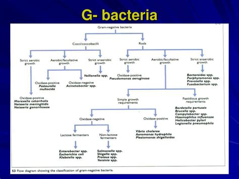 Ppt Gramnegative Enteric Rods Powerpoint Presentation Free Download Id4198039