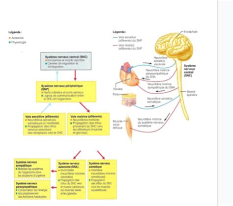 Cm1 Physio Patho Cartes Quizlet