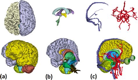 Segmentation And 3d Representation Of Segmented Tissues A I Download Scientific Diagram