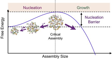 Nucleation By Rrna Dictates The Precision Of Nucleolus Assembly Current Biology
