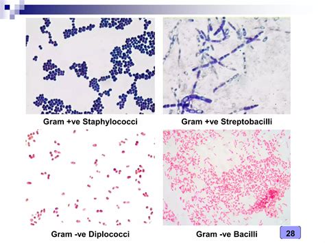 Medical Microbiology Laboratory Bacterial Shapes Arrangement And