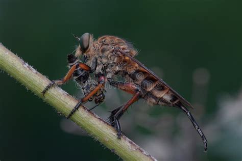 A Predatory Insect Aka A Robberfly Or Pirate Fly Is Perched On A
