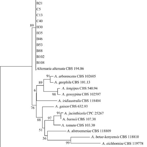 Phylogram Generated From Maximum Parsimony Analysis Based On Sequences Download Scientific