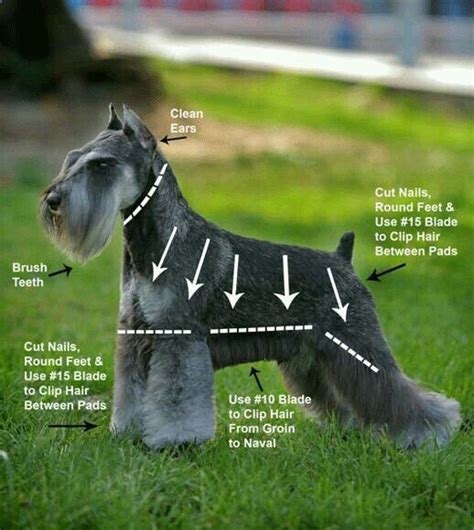 Miniature Schnauzer Grooming Chart Educational Chart Resources