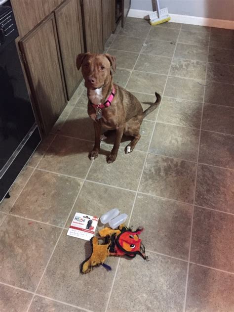 Miss Sassy No Pants And Her Humans On Tumblr