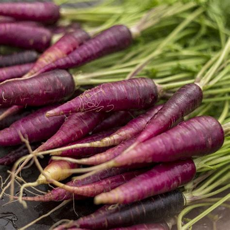 Organic Carrot Seeds Organic Cosmic Purple