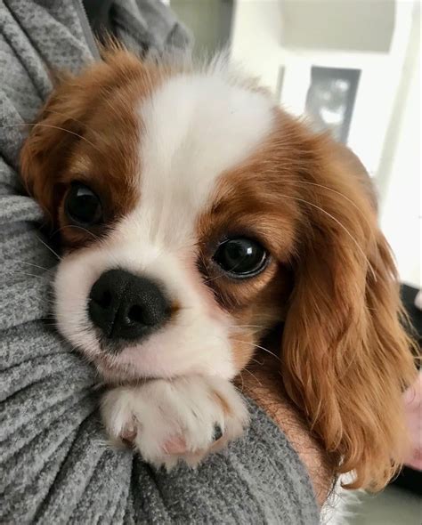 I Dont Know What Name To Give It🥺 R Cute