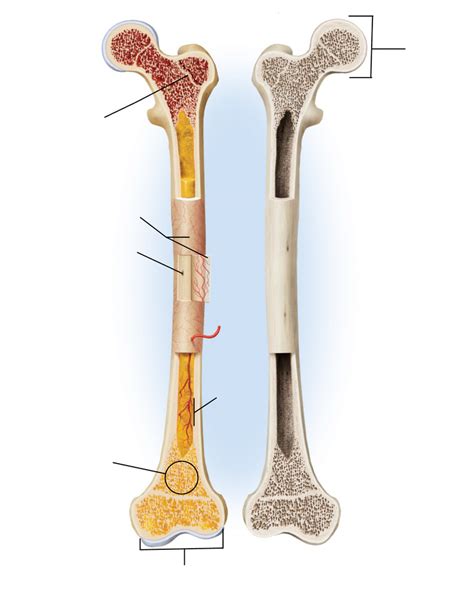 Bone Diagram Quizlet