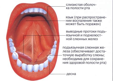 Воспаление десен. Причины и методы лечения | Medicine, Helpful, Pta