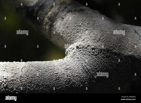 Lichen On Tree Australia Hi Res Stock Photography And Images Alamy