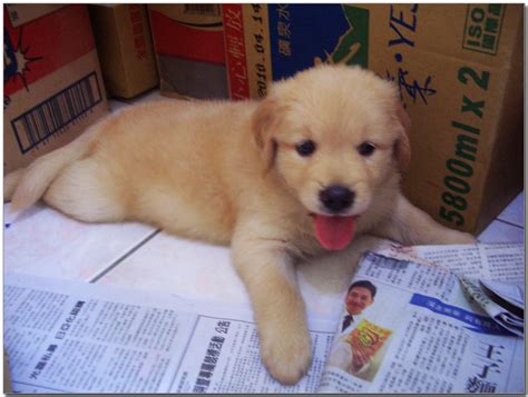 2009 06 24 「拾獲認養」桃園？拾獲被丟棄在公園內～疑似混黃金獵犬幼犬2隻～誠徵願意不離不棄不管老病也會 Flickr