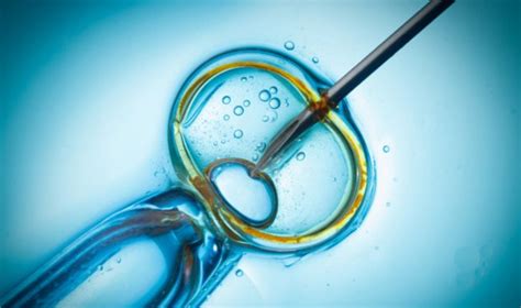 Why Does IVF Produce More Baby Babes Asian Scientist Magazine