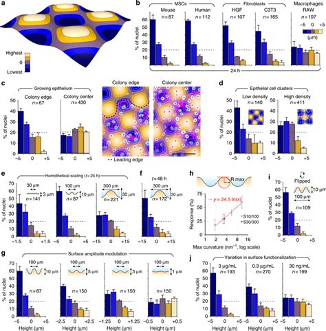 Adherent Cells Position Themselves In The Concave Areas Of Cell Scale