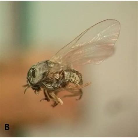 Adult Female Simulium Kiritshenkoi A 1 Dichoptic Eyes 2 Front View Download Scientific