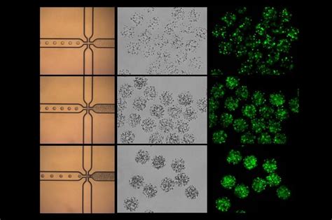 How Drug Delivery Systems Enable Localized Drug Release Cell Guidance