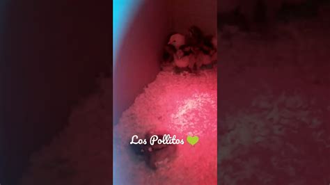 Los Pollitos 😘💚 Youtube