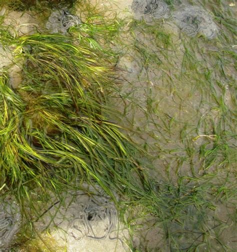 Carlingford Eelgrass Beds Under Threat From Invasive Cordgrass