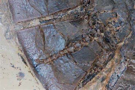 Coitus Interruptus Fossilized Turtles Caught In The Act Motley News