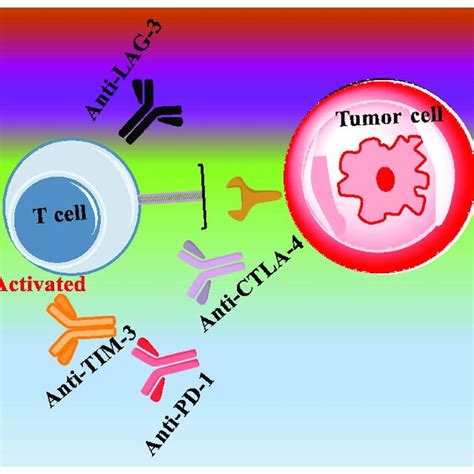 The T Cell Exhaustion Mediated By Immune Checkpoint Protein Pd 1 Download Scientific Diagram