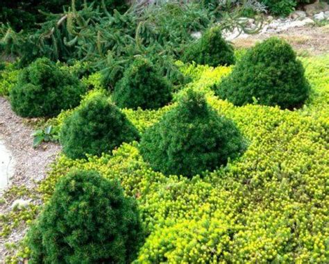 Tompa Spruce Photo Planting Care Cultivation Description Types Rich Farmer