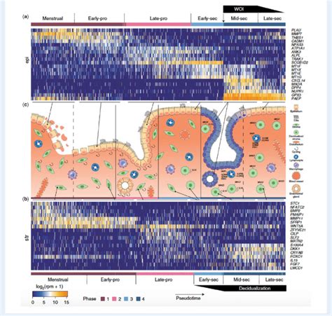 Temporal Transcriptome Dynamics Of Endometrial Transformation Across