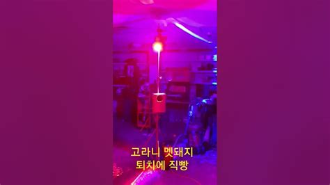 고라니 멧퇴치 퇴치기 설치 문의 모든 유해조수퇴치기 010 5377 3348 고라니 김병철마이스터 멧돼지 꽃눈 모든유해조수퇴치기 레이저 거창 조류퇴치기 조류