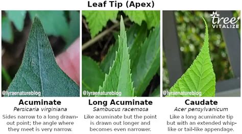 16 Different Types Of Japanese Maple Trees Identifying Features