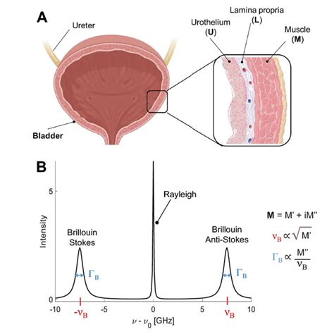 Bladder Tissue • Cellsense Technologies