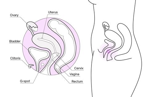 G Spot How To Find It Diagram Best Sex Positions To Try