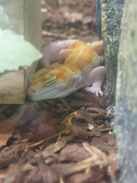 can anyone identify the morphs of Zipacná? : r/leopardgeckos
