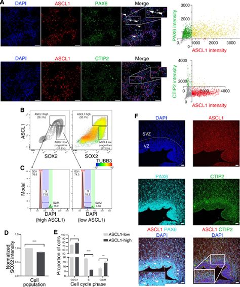 Ascl1 Protein Expression Also Marks A Transitional Progenitor Download Scientific Diagram