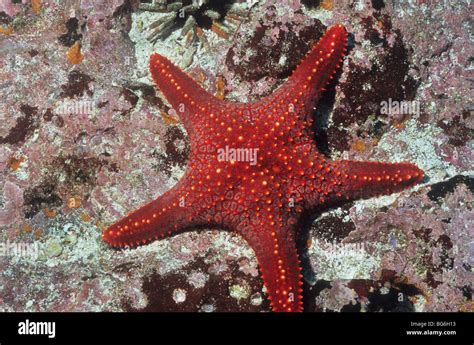 Examples Of Phylum Echinodermata