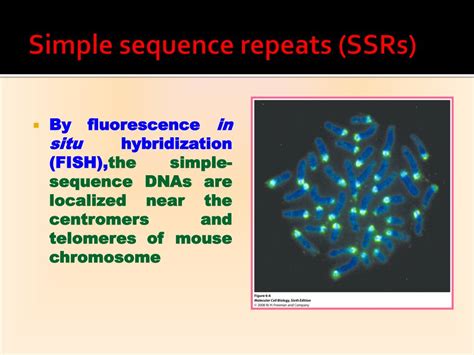 PPT Repetitive DNA PowerPoint Presentation Free Download ID 6132031