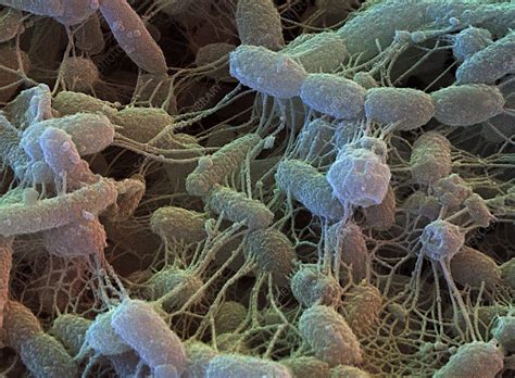 Soil Bacteria SEM Stock Image B Science Photo Library