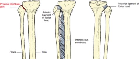 Proximal And Distal Tibiofibular Joint