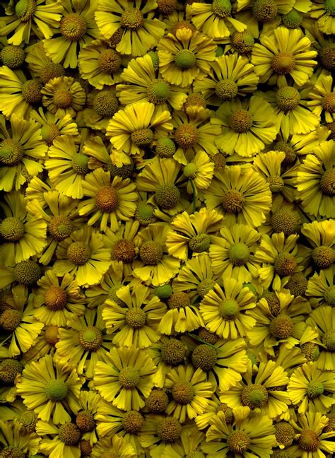 49202 Helenium Autumnale Fred Michel Flickr