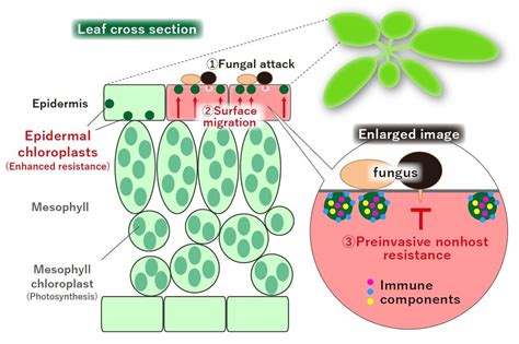 Epidermis Plant Cells
