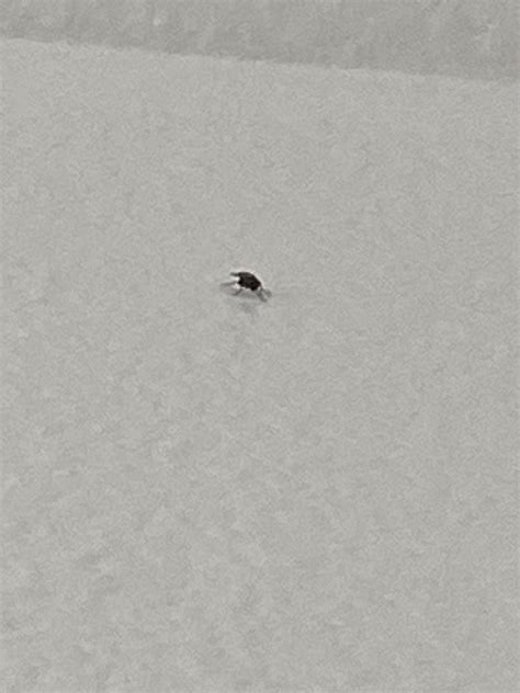 What Type Of Bug Is This [ios] R Bugs