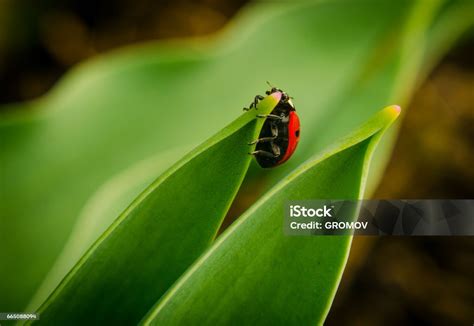 야생 빨간 무당 벌레 Coccinellidae 아나티스 오셀라타 콜레옵테라 무당벌레의 측면 녹색 잔디에 0명에 대한 스톡 사진