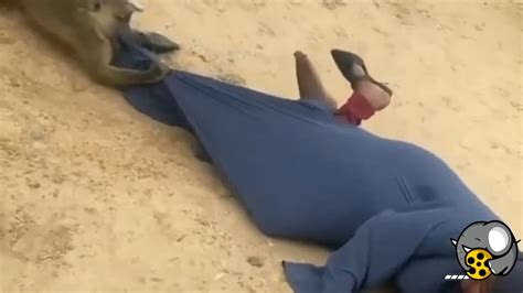 حمله حیوانات به انسان فیلو